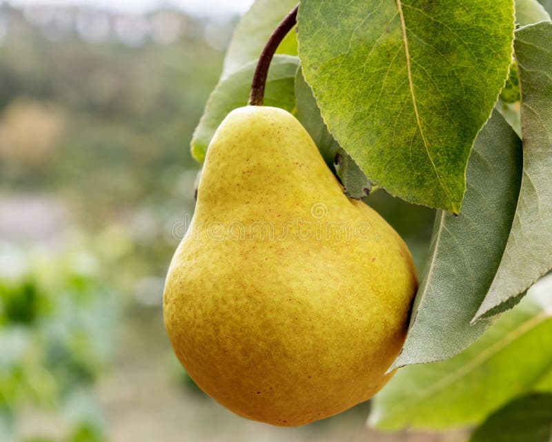 A Mature Yellow Pear Hangs on a Tree Stock Photo - Image of harvest ...