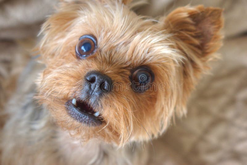 Mature Yorkie Close Up of Face with only 2 Teeth Left Stock Image ...