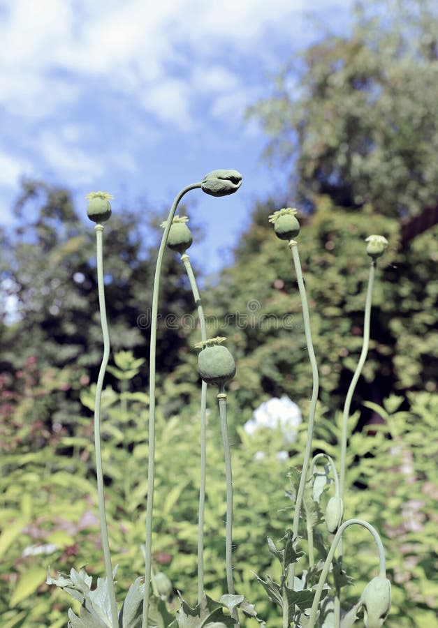 Matured box of poppy stock photo. Image of drugs, green - 64426936