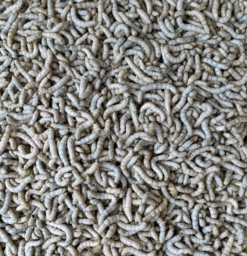 Matured Silkworms Ready for Spinning Silk Stock Image - Image of ...