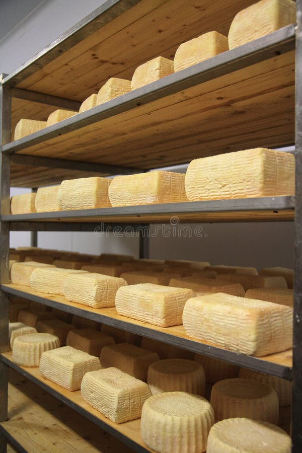 Maturing cheese storehouse stock photo. Image of manufacturing - 37245634