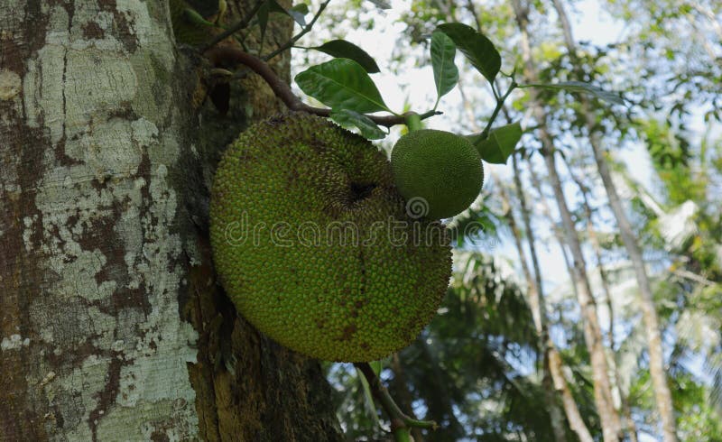 A Maturing and Damaged Jackfruit with a Tender Jackfruit Grow on a ...