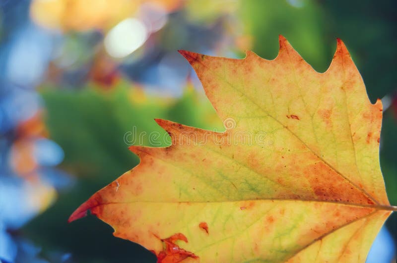 Maturing Maple Leaf during Fall or Autumn Stock Image - Image of autumn ...