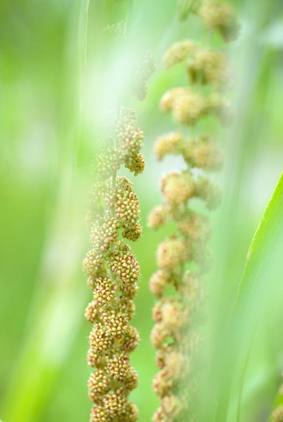 Maturing millet stock image. Image of ears, food, protein - 38693163