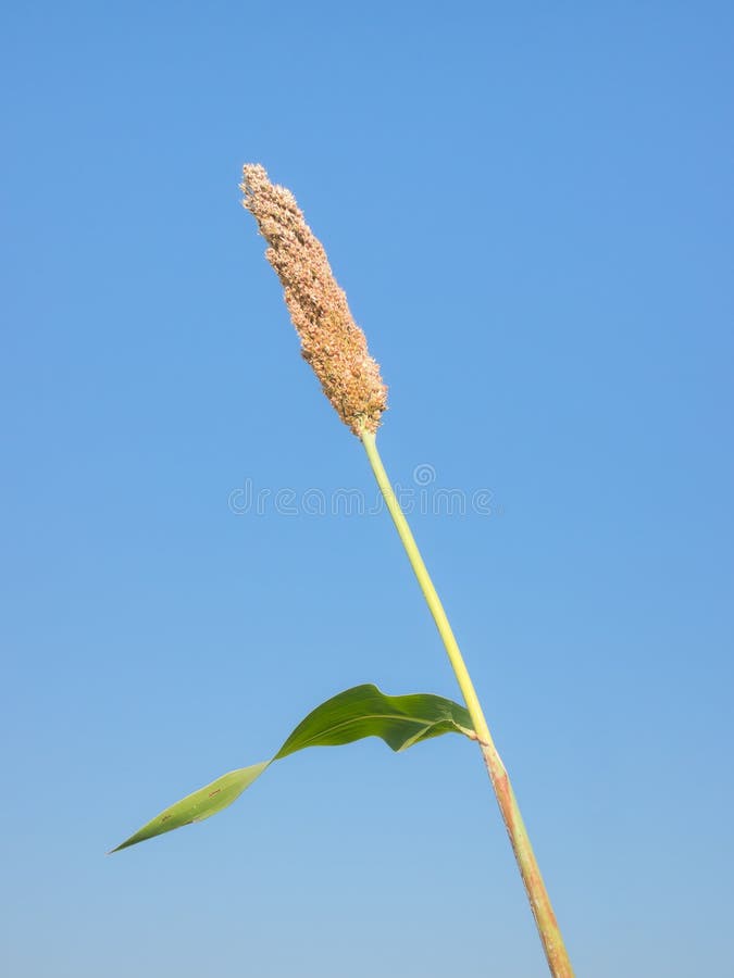 Maturing millet stock image. Image of clear, natural - 76081779