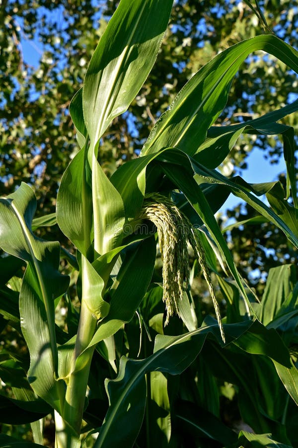 Maturing Tassel from a Sweet Corn Stock Stock Photo - Image of food ...