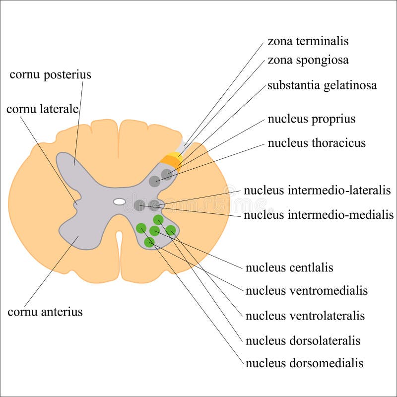 Matéria Cinzenta Da Medula Espinal E De Seu Núcleo Ilustração do Vetor ... Matéria Cinzenta Da Medula Espinal E De Seu Núcleo Ilustração do Vetor ...