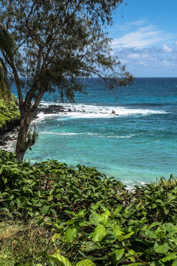 Vegetation in Maui, Hawaii stock photo. Image of creek - 57665696