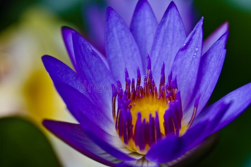 Maui flower stock photo. Image of hawaii, budding, tropical - 1083018