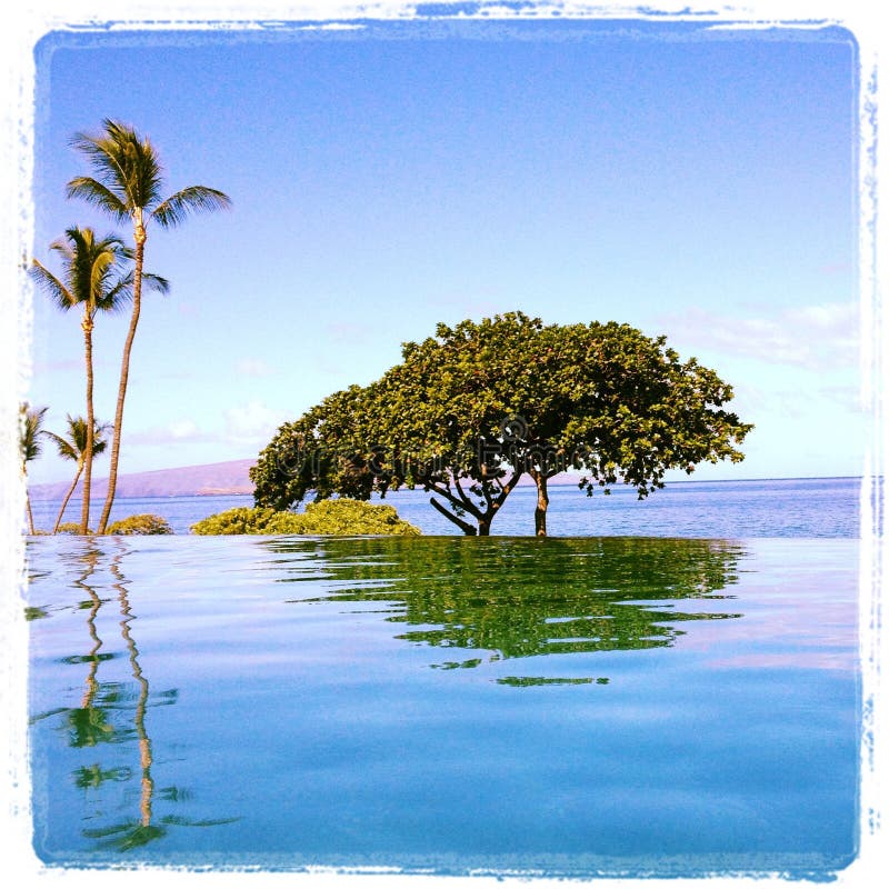 Maui Infinity Pool Stock Photos - Free & Royalty-Free Stock Photos from ...