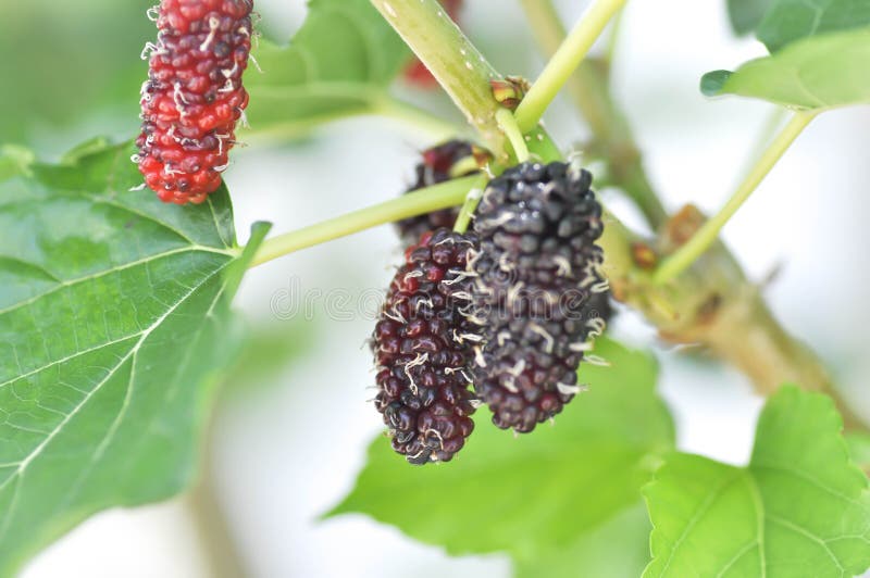 Maulbeeranlage Oder Indische Maulbeeranlage Stockfoto - Bild von garten ...