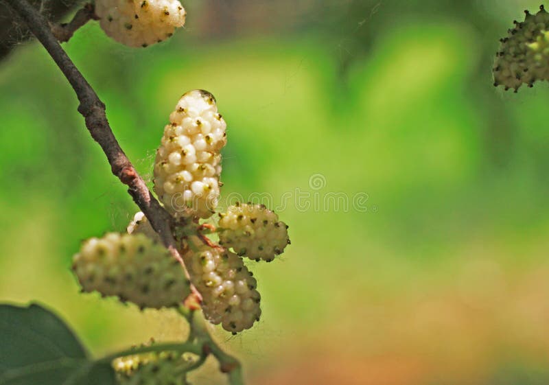 Maulbeere stockbild. Bild von grün, mehrfach, nave, peking - 117051795