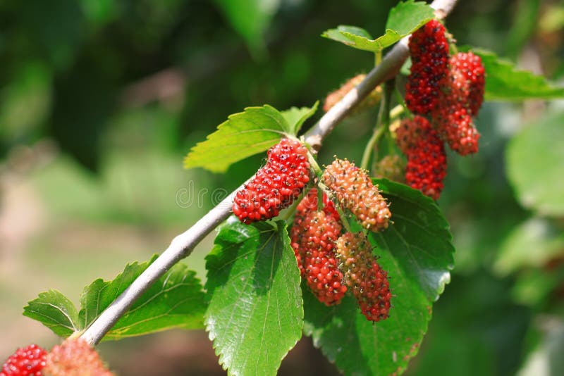 Maulbeere stockbild. Bild von grün, mehrfach, nave, peking - 117051795