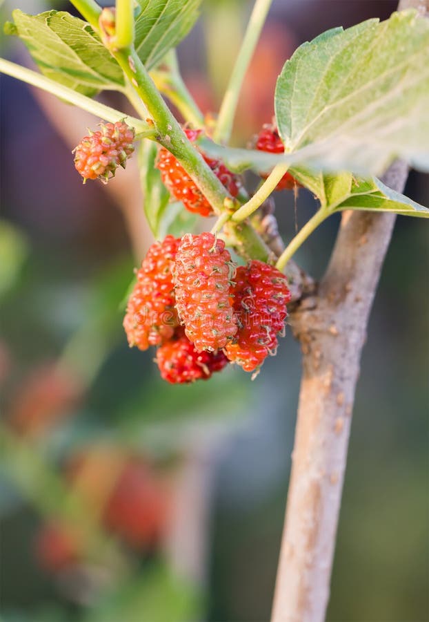 Maulbeere Auf Baum Ist Beerenobst in Der Natur Stockbild - Bild von ...