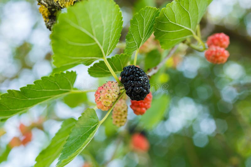 Maulbeeren stockfoto. Bild von nahrung, nahaufnahme, sommer - 32181914