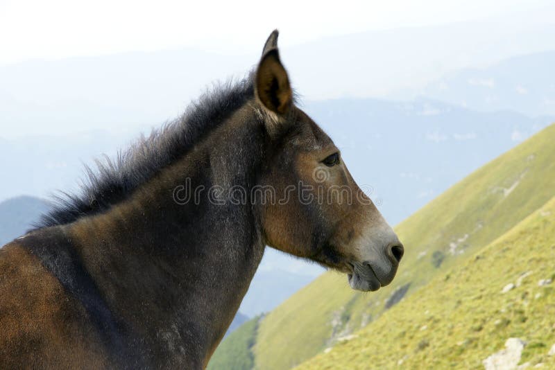 Maultier und Scheune stockfoto. Bild von esel, säugetier - 31157240