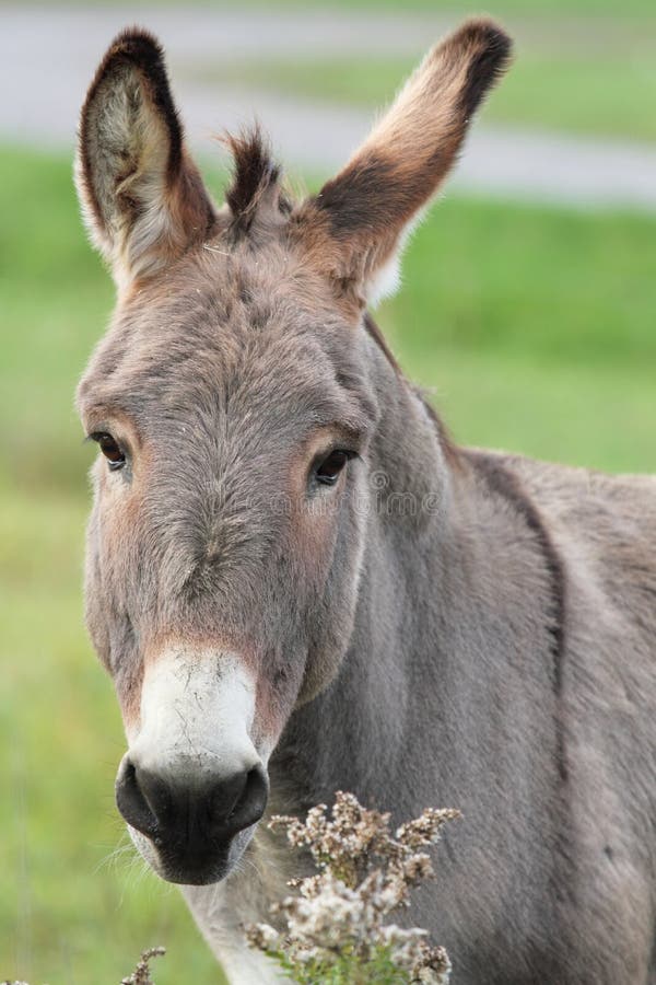 Maultier und Scheune stockfoto. Bild von esel, säugetier - 31157240