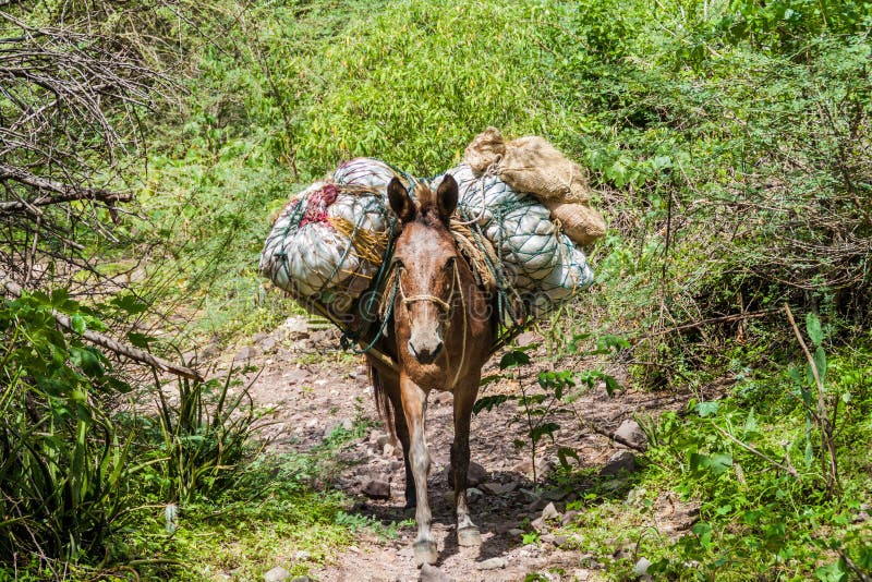 Maultier auf einem Weg stockbild. Bild von entfernt - 132109119