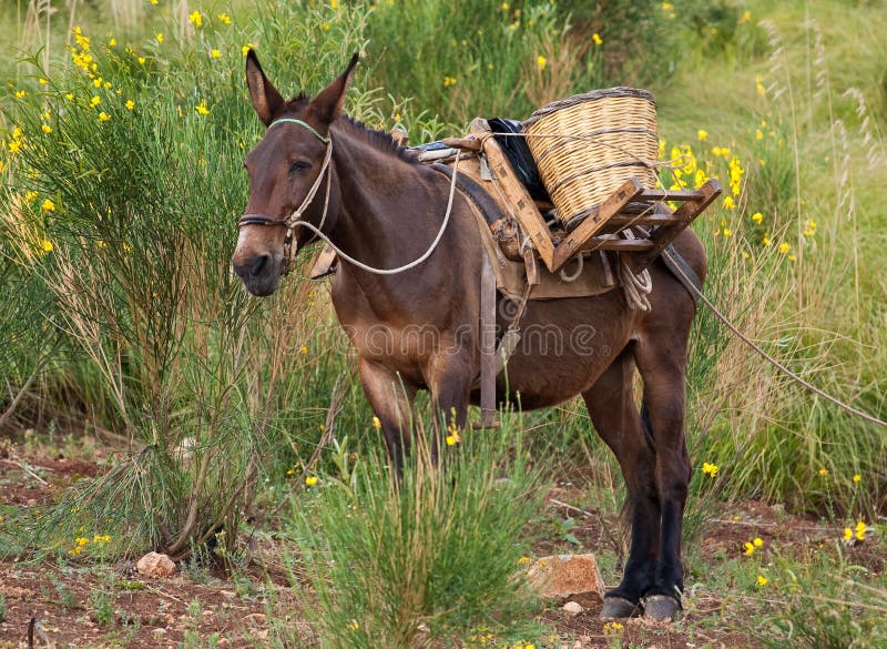 Maultier in den Büschen stockbild. Bild von tier, hören - 12381235