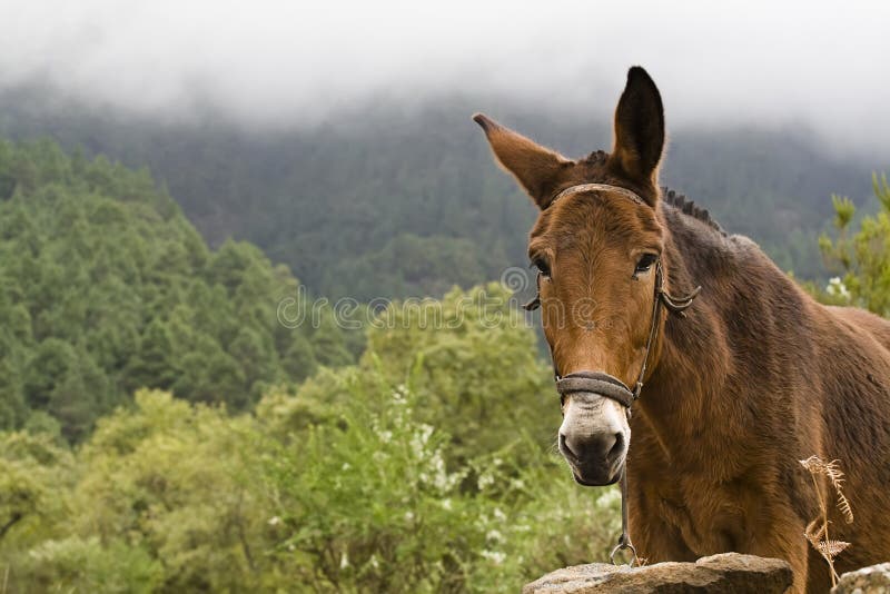 Maultier in der Natur stockbild. Bild von einsam, verdrahtung - 3811125