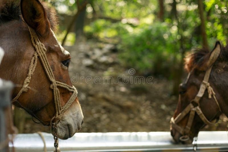 Zwei Maultiere stockbild. Bild von berg, schön, gruppe - 13475525