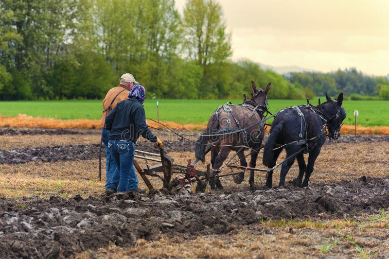 Pflügen Mit Zwei Maultieren Stockbild - Bild von zwei, tiere: 68279251