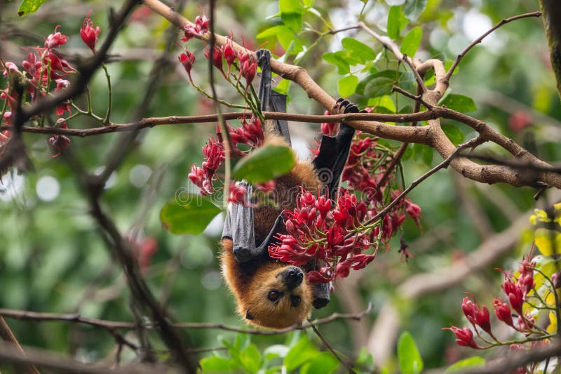 Mauritian Fruit Bat or Flying Fox, Pteropus Niger Stock Photo - Image ...