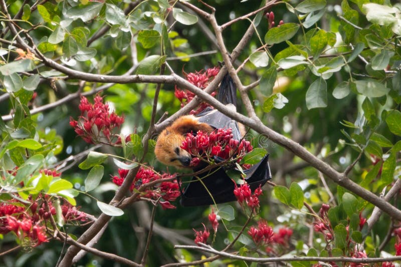 Mauritian Fruit Bat or Flying Fox, Pteropus Niger Stock Photo - Image ...