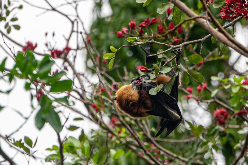 Mauritian Fruit Bat or Flying Fox, Pteropus Niger Stock Image - Image ...