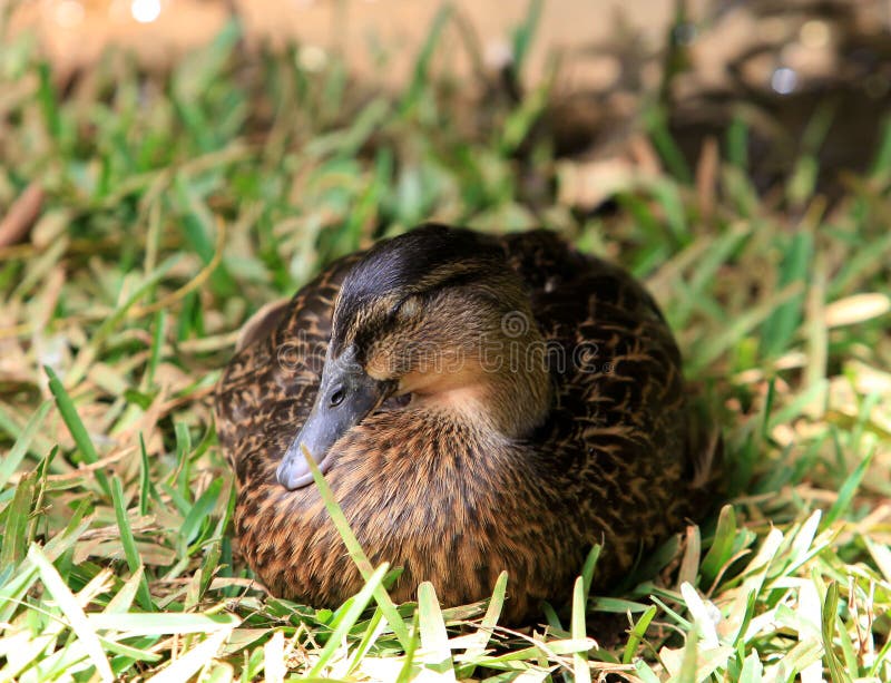 Mauritiun duck stock photo. Image of beak, sunny, wildlife - 26837372