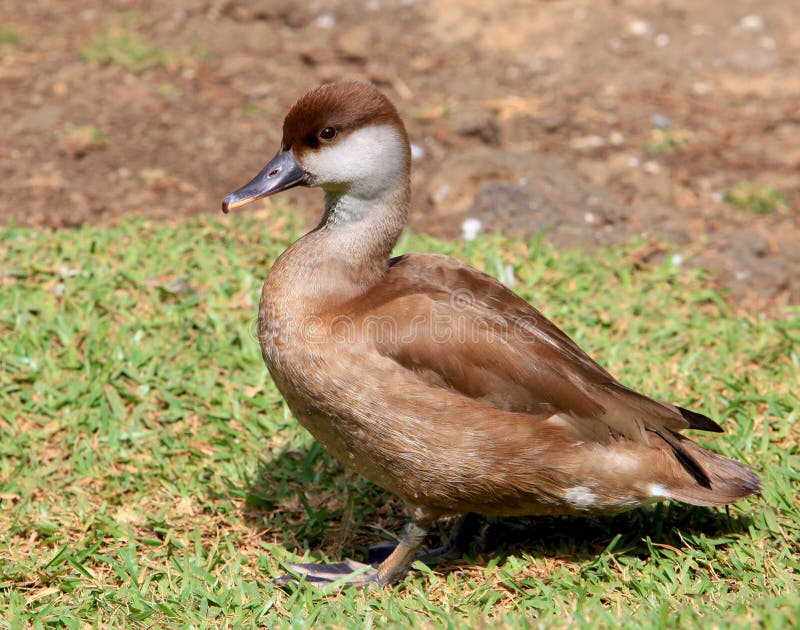 Mauritiun duck stock photo. Image of duck, mauritius - 26842014