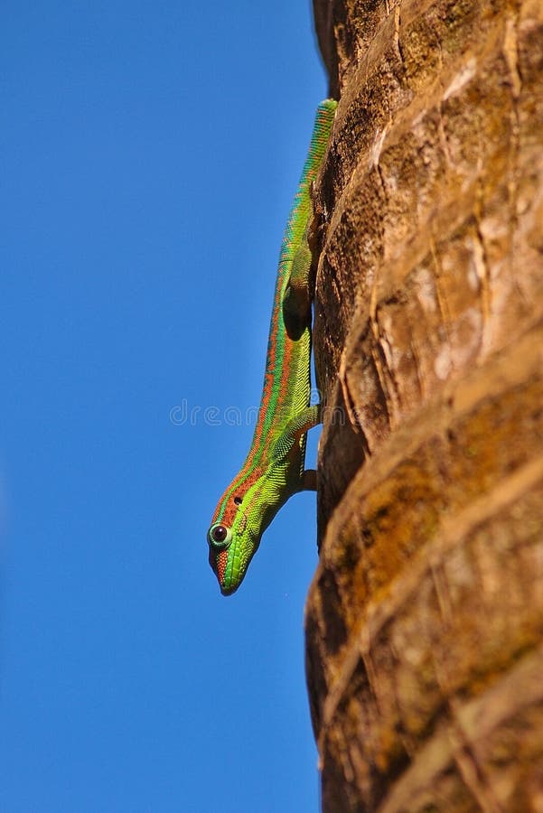 Mauritius Day Gecko on Tree Stock Photo - Image of lizard, tropical ...