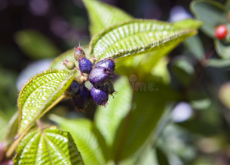 Mauritius Edible Berry Stock Photos - Free & Royalty-Free Stock Photos ...