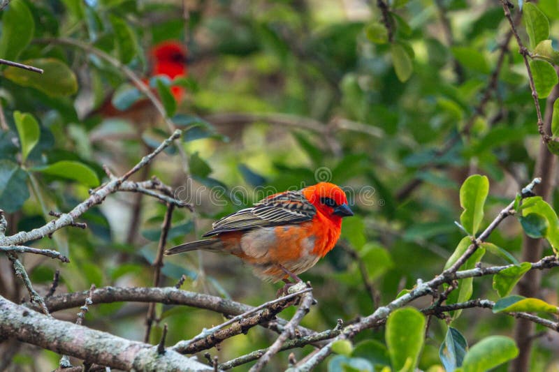 Mauritius Fody Bird, Foudia Rubria, Perched on a Palm Leaf, Mauritius ...