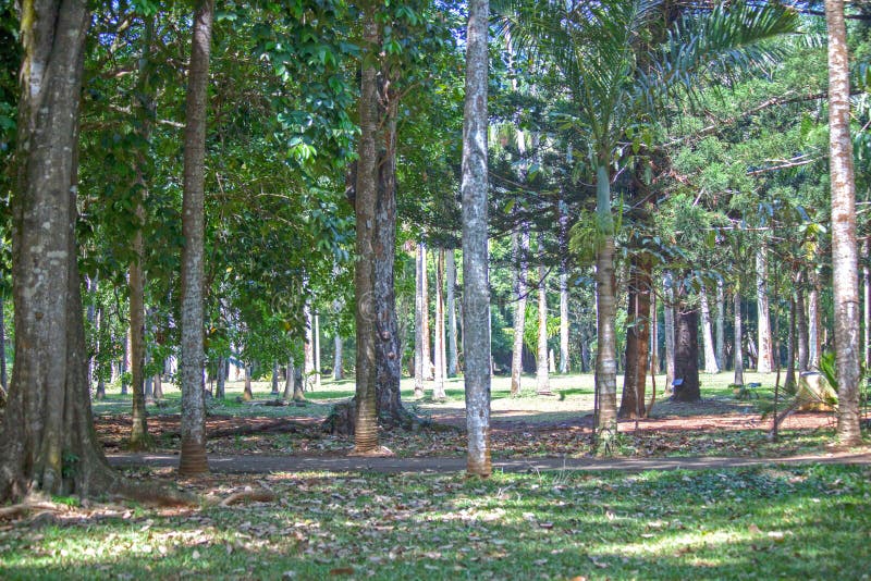 Mauritius forest stock photo. Image of habit, countryside - 185950850
