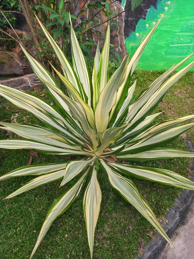 Mauritius Hemp Furcraea Foetida Stock Photo - Image of cuba, guadeloupe ...