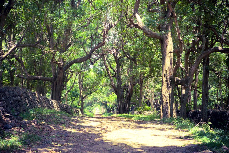 2,978 Mauritius Forest Photos - Free & Royalty-Free Stock Photos from ...