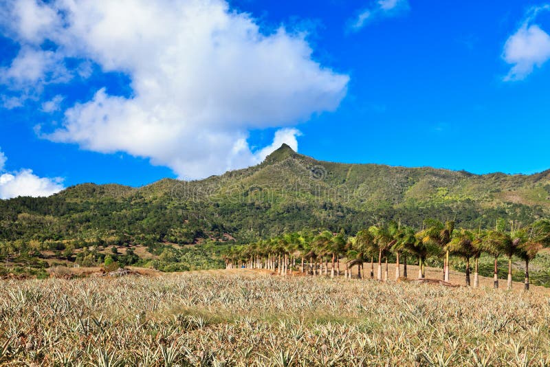 Mauritius landscape stock photo. Image of idyllic, farming - 27881010