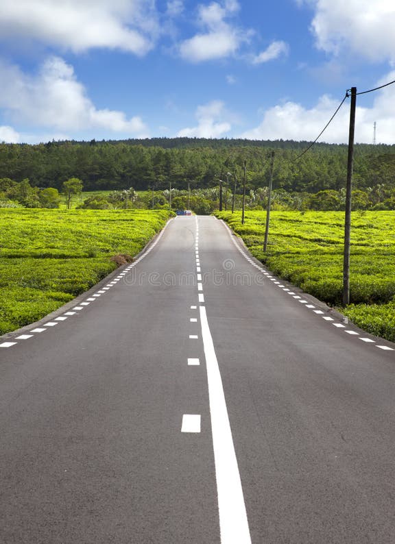 Mauritius. the Road among Green Tea Fields Stock Image - Image of hill ...