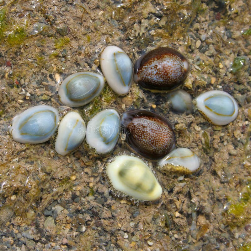 Mauritius Seashells stock image. Image of beauty, island - 15741369