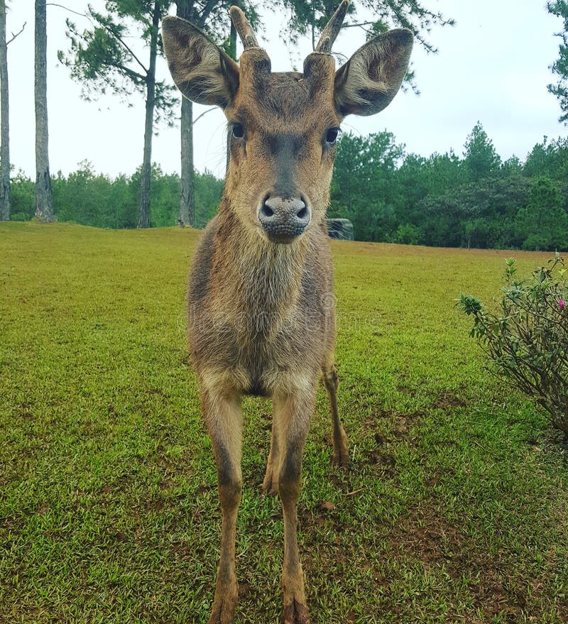 WILDLIFE from MAURITIUS - Bulbul Orpheus Bird Stock Photo - Image of ...