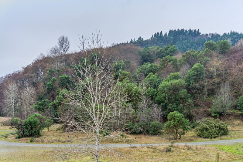 Maury Island Park stock image. Image of higing, maury - 170939971