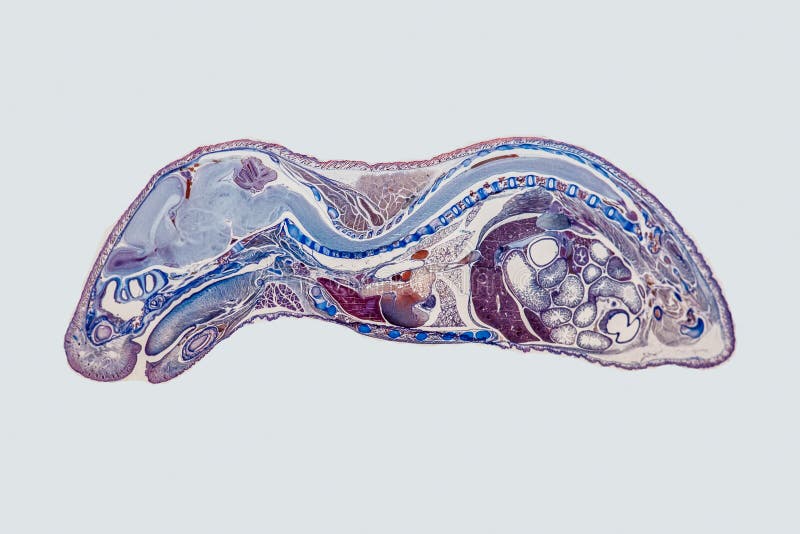 Mouse Embryo, Day 17 of Development Stock Image - Image of anatomy ...