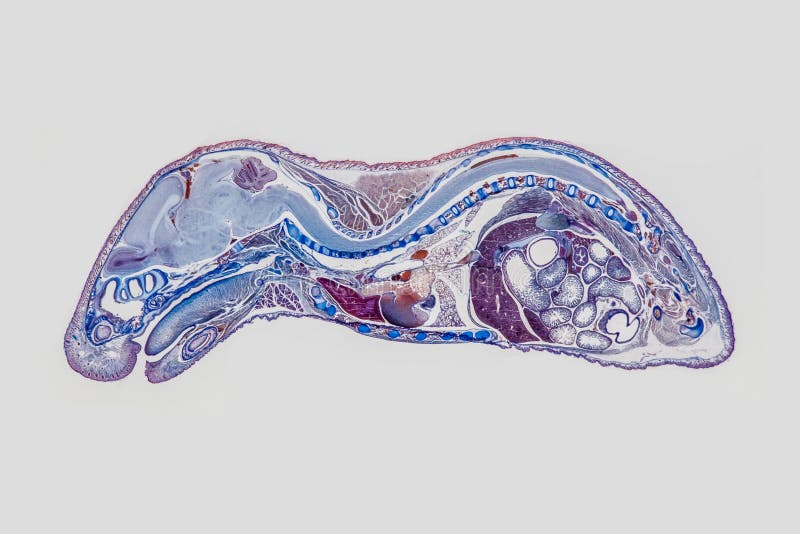 Entire mouse embryo stock image. Image of magnification - 196758323