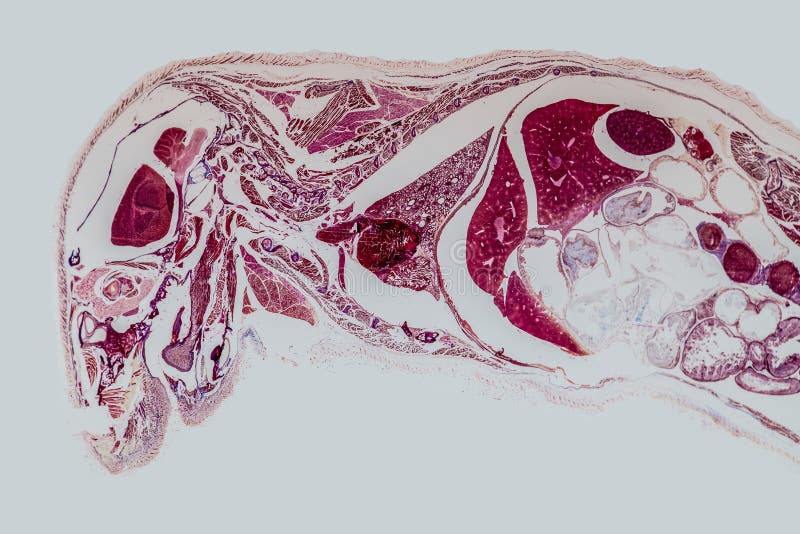 Mouse Embryo, Day 17 of Development Stock Image - Image of anatomy ...