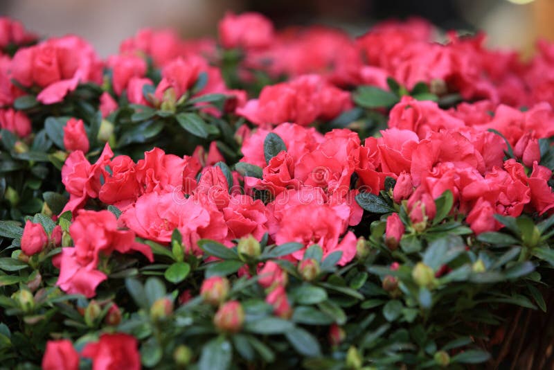 Mauve azalea flower bloom stock image. Image of beautiful - 47754297