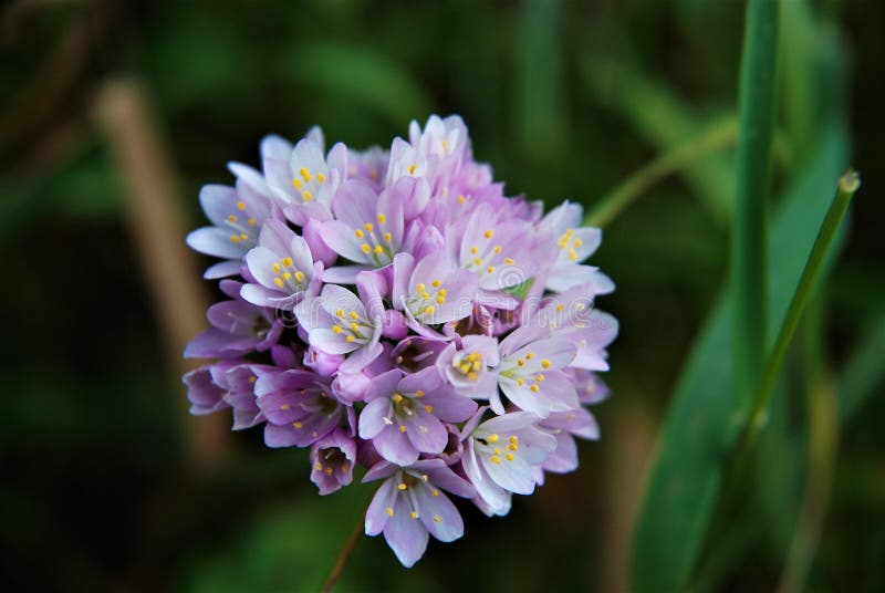 Mauve flower stock photo. Image of pretty, wild, mauve - 91552454