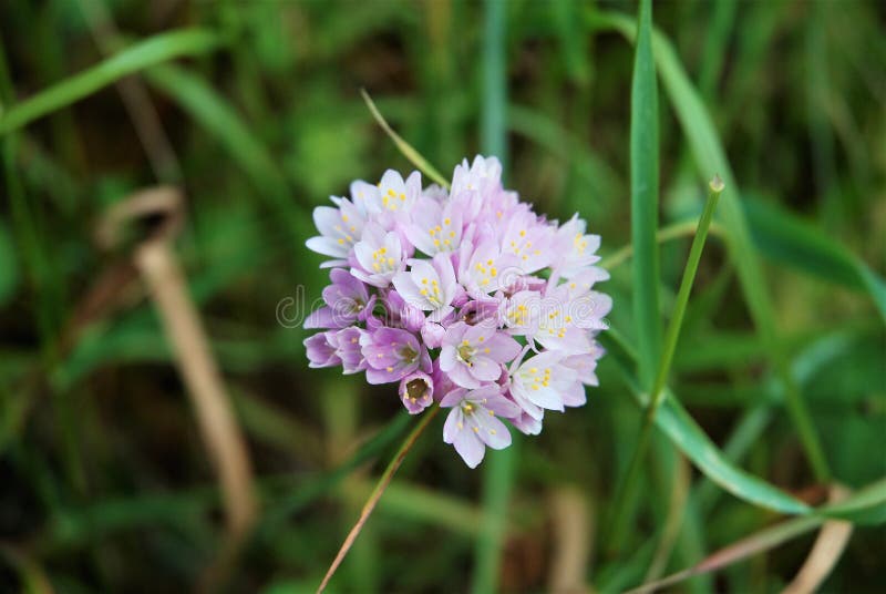 Mauve flower stock photo. Image of pretty, wild, mauve - 91552454