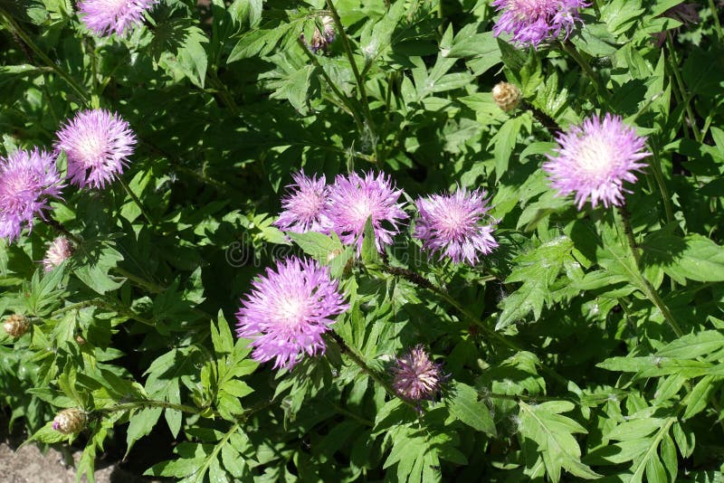 Mauve Flower Composition 1. Stock Image - Image of celebrate, petal: 690383