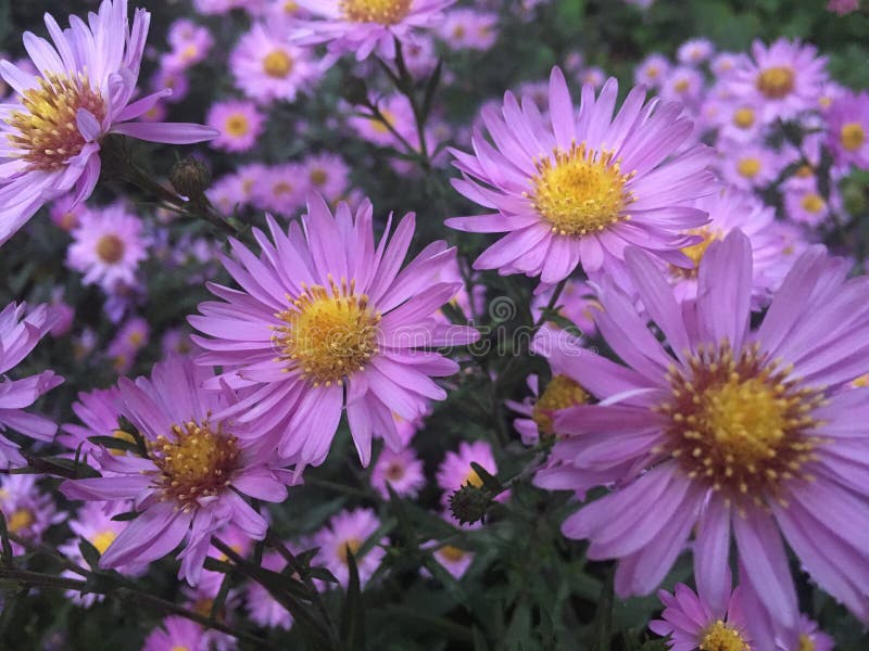 Closeup Purple Violet Flowers in the Autumn Stock Photo - Image of ...